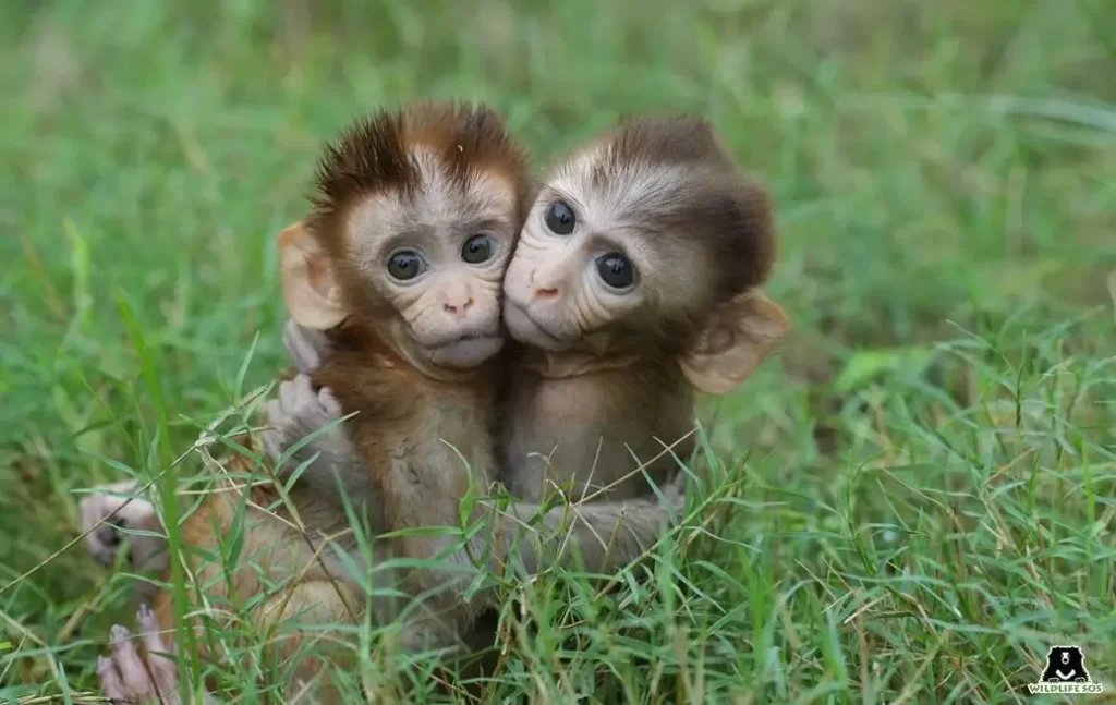 National Monkey Day: करंट से हुई माँ की मौत तो अनाथ बच्चों को एक-दूसरे ...