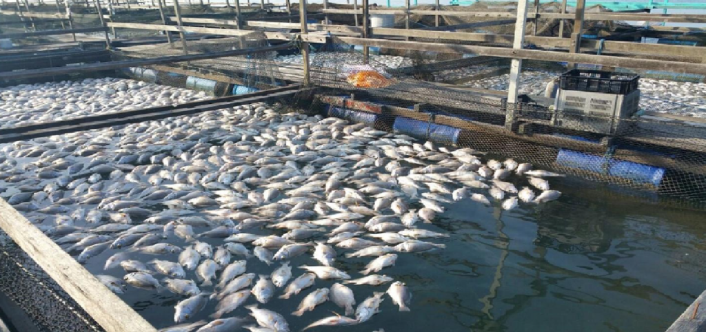 Fish Hatchery: लीजिये सरकार से पैसा और बनाइये अपनी फिनफिश हैचरी, होगी ...