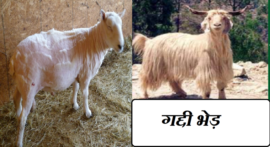 Sheep Farming: यहां जानें गद्दी भेड़ की खासियत, किसानों को क्यों करना ...