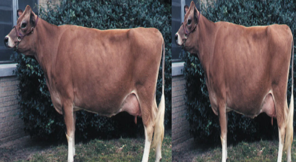 Dairy Farming : यहां जानिए कैसे करें जर्सी गाय की पहचान, एक दिन में दूध ...