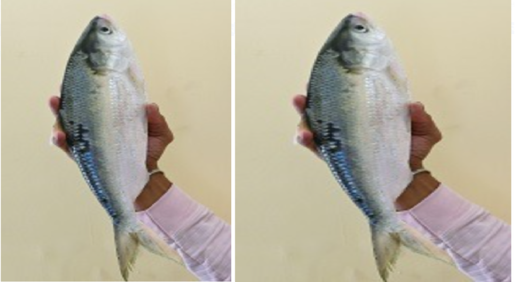 Hilsa Fish Farming In Pond: तालाब में भी पाली जा सकती है कीमती मछली ...