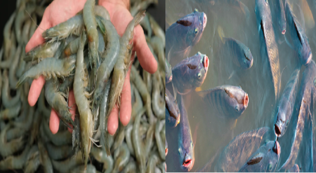Fish Farming: तालाब में मछली की ग्रोथ के लिए जरूरी है अच्छी फीड, कैसे ...
