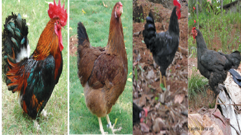 Poultry Farming: मुर्गियों में कब करना चाहिए डीवॉर्मिंग, क्या है इसका ...