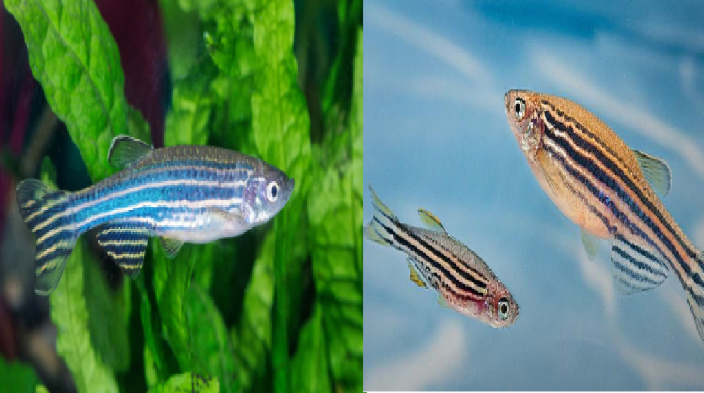 Fish Farming: ठंड में इन मछलियों को पालें तो होगा अच्छा मुनाफा, यहां ...