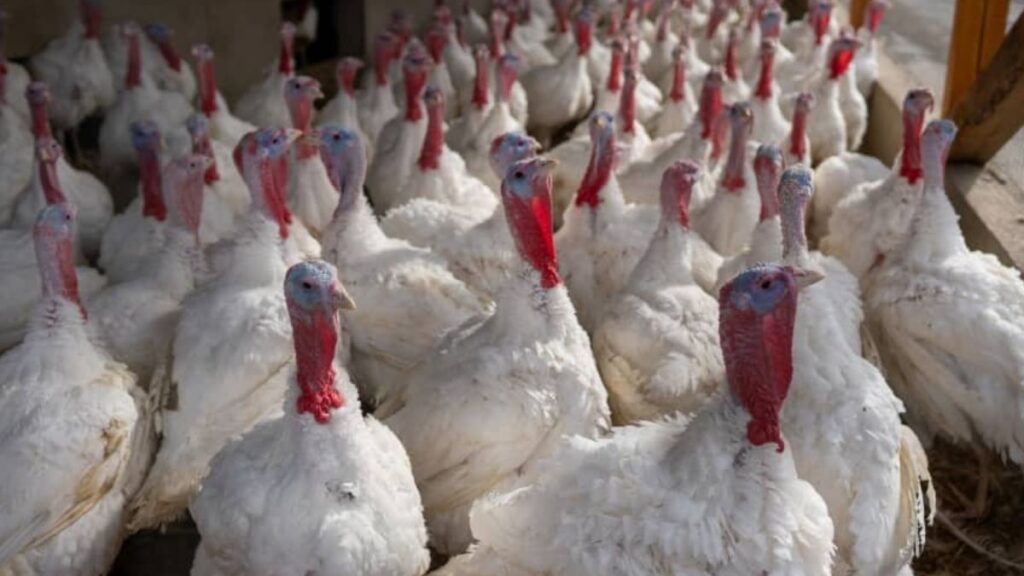 Turkey Farming: इस ट्रिक से करें टर्की पालन, होगा मुनाफा ही मुनाफा ...