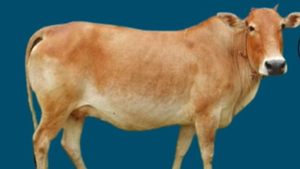 Animal Heritage of Assam: असम की पहचान हैं ये लखिमी गाय और लुइट भैंस ...
