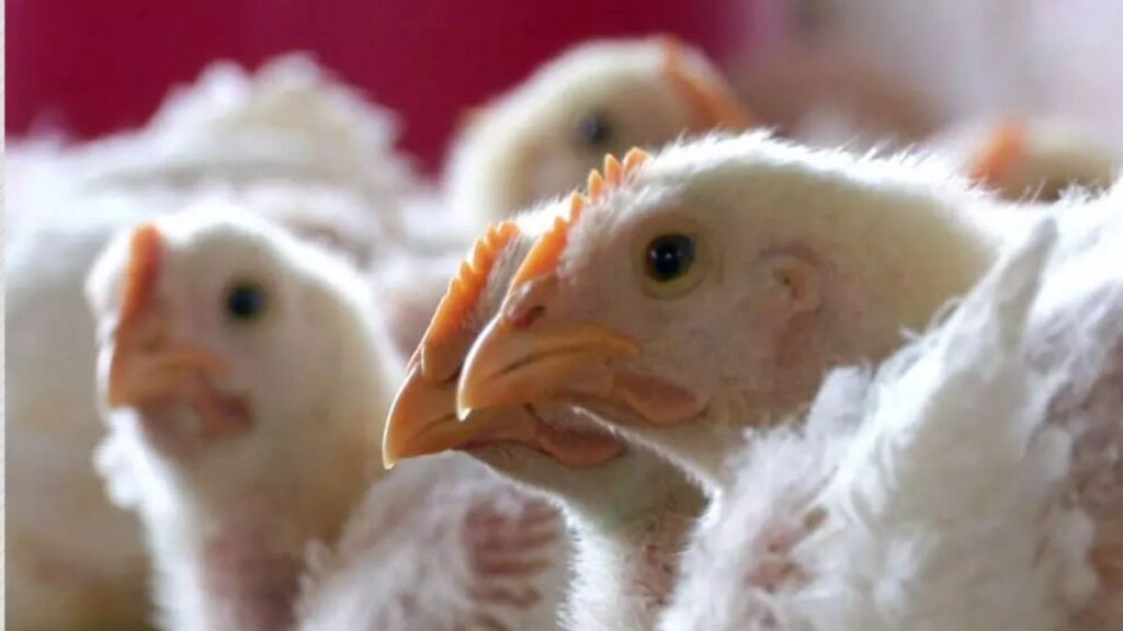 Poultry Farming: फीड से दोगुना ज्यादा पानी पीते हैं ब्रॉयलर मुर्गे ...