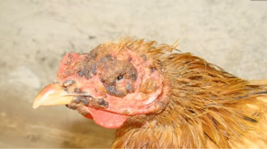 Poultry Farm: मुर्गियां बीमार होने से पहले देती हैं संकेत, पहचानकर ...